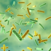 Vibrio Bacteria: The Seafood Guide | Food Consulting Services