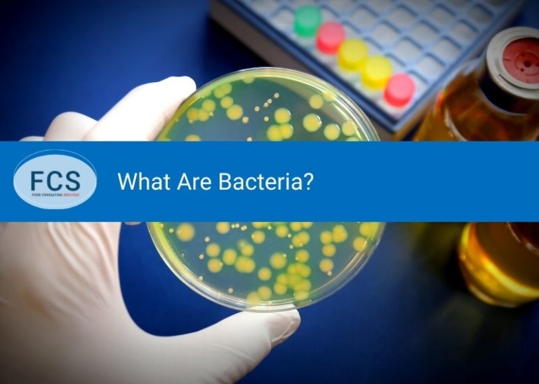 What Are Bacteria? | Food Consulting Services | Food Safety